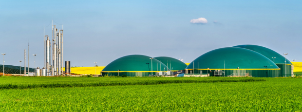 Sustainable Feedstock For Biofuel As The Next Transition Energy Source